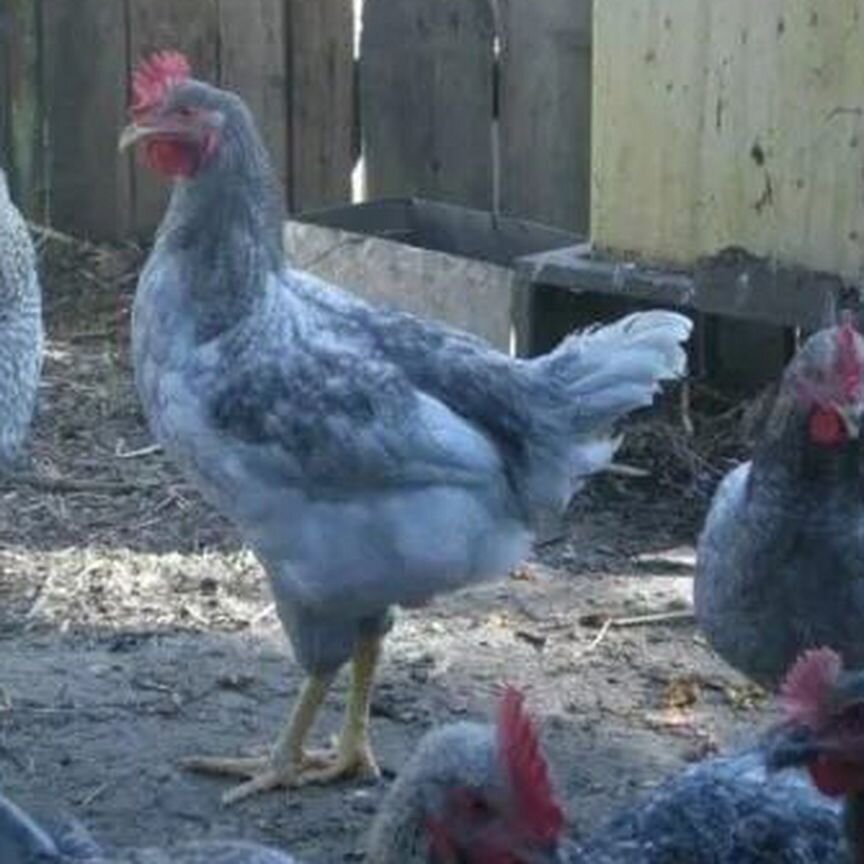 Петушки Голубой доминант D 107