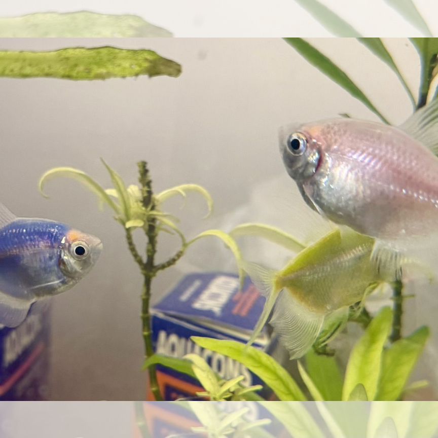 Рыбки тернеция