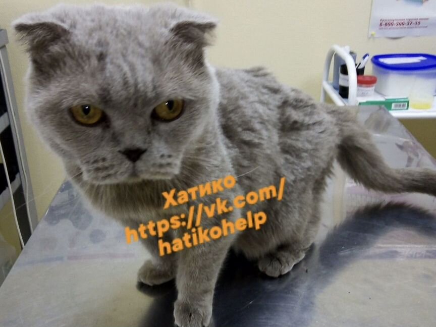 От больной кошки отказались хозяева