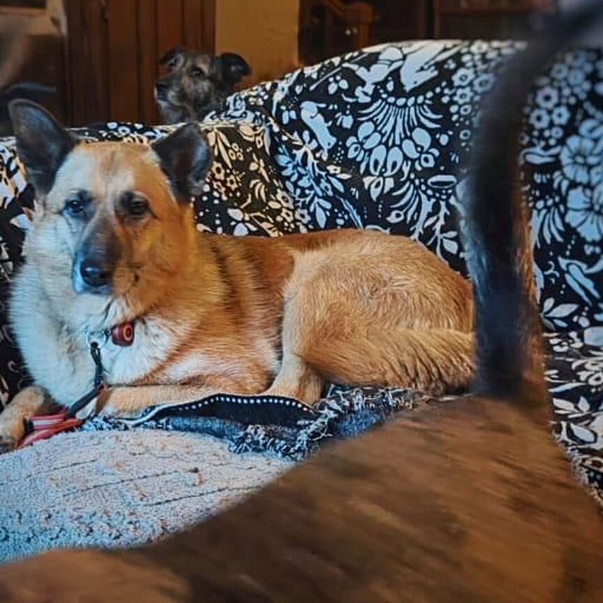 Взрослая собака в добрые руки