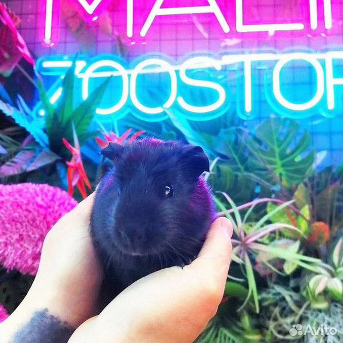 Морская свинка крестед сатиновый