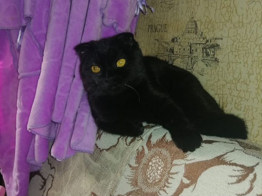 Отдам кошку Лизу. 2 года