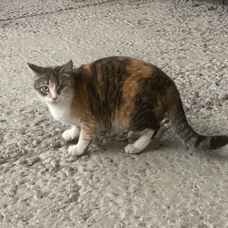 Кошечка ищет любящую семью