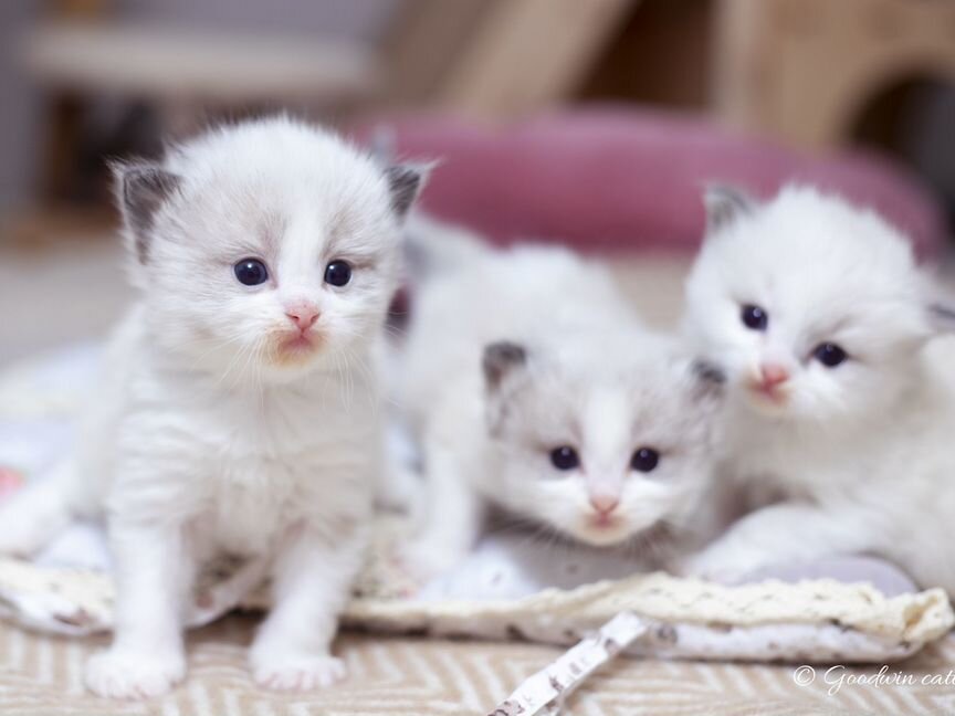 Котята рэгдолл