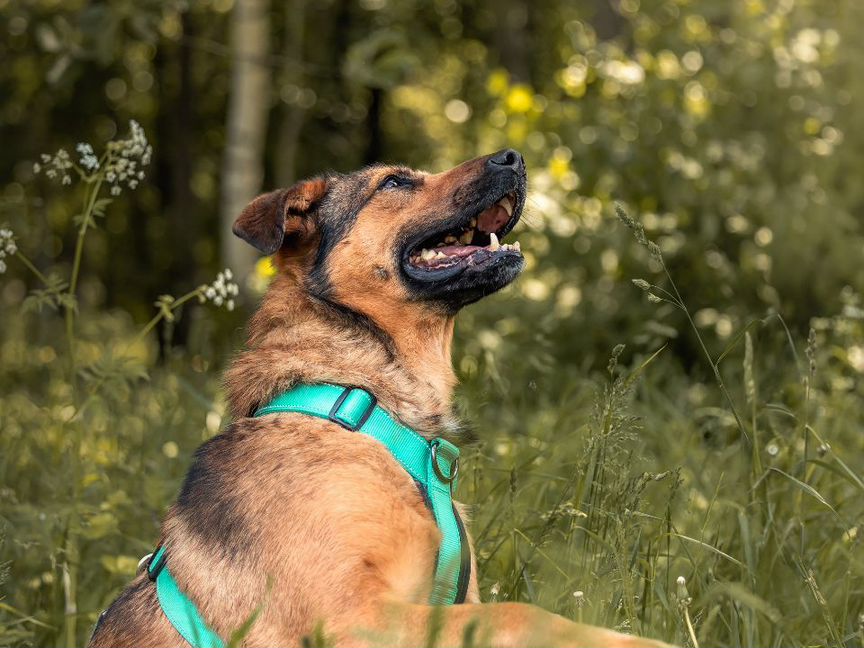 Собака бесплатно