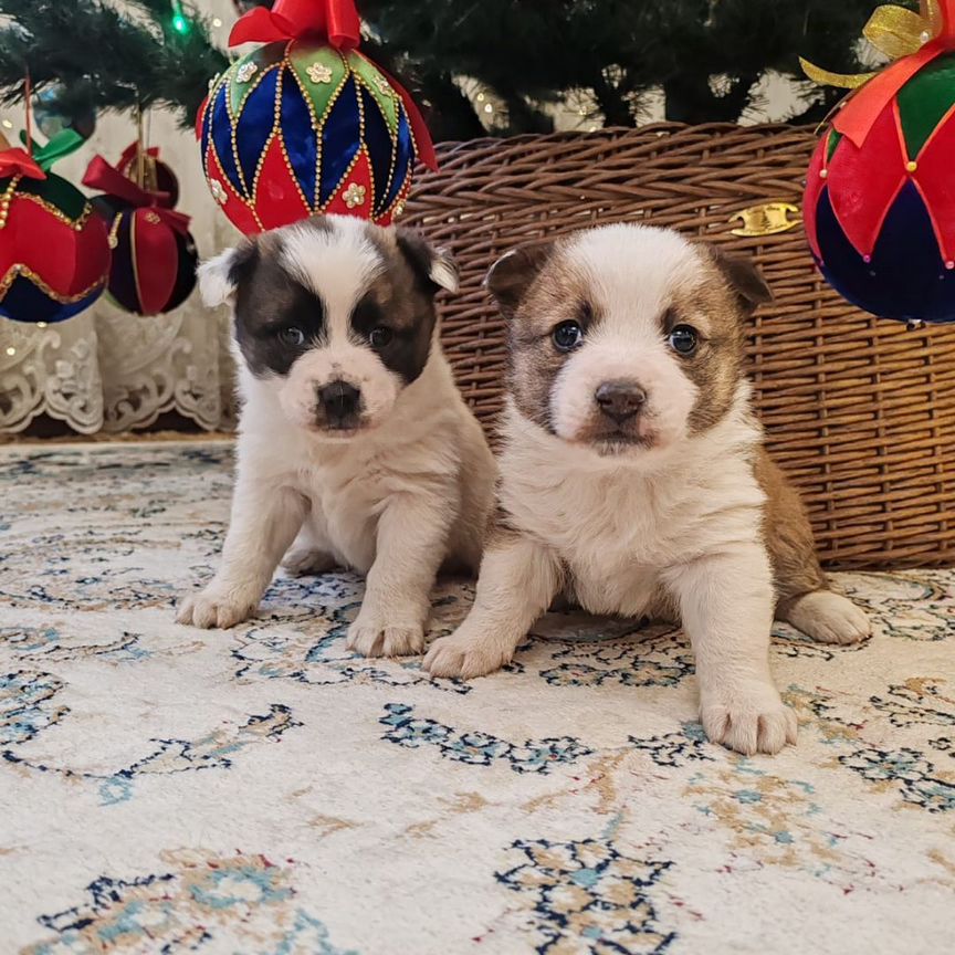 Отдам в добрые руки щенят дворняжки