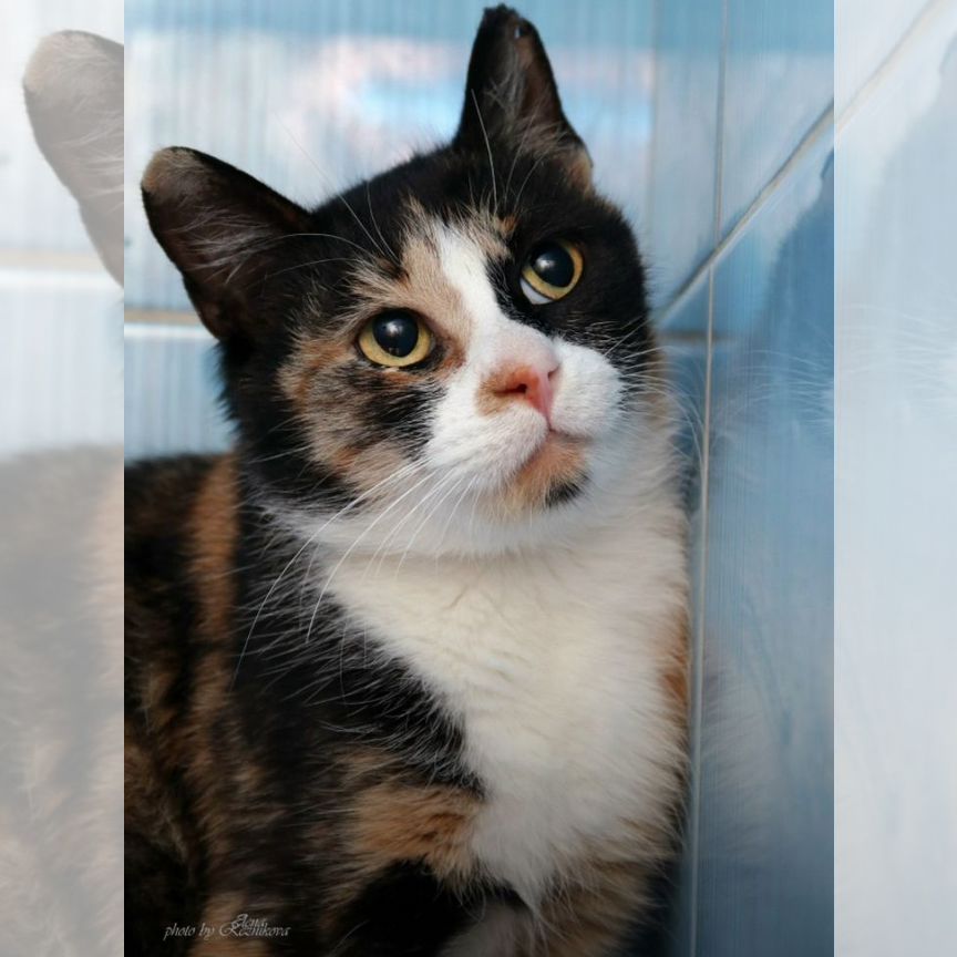 Взрослая кошка в добрые руки