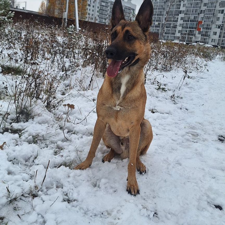 Собака малинуа