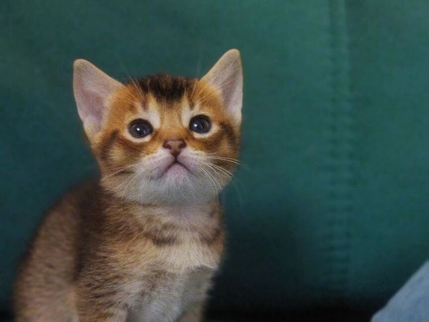 Абиссинский пацан не чушпан