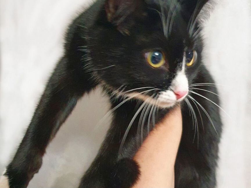 Котята, мальчик и девочка, 5 мес. ищут дом