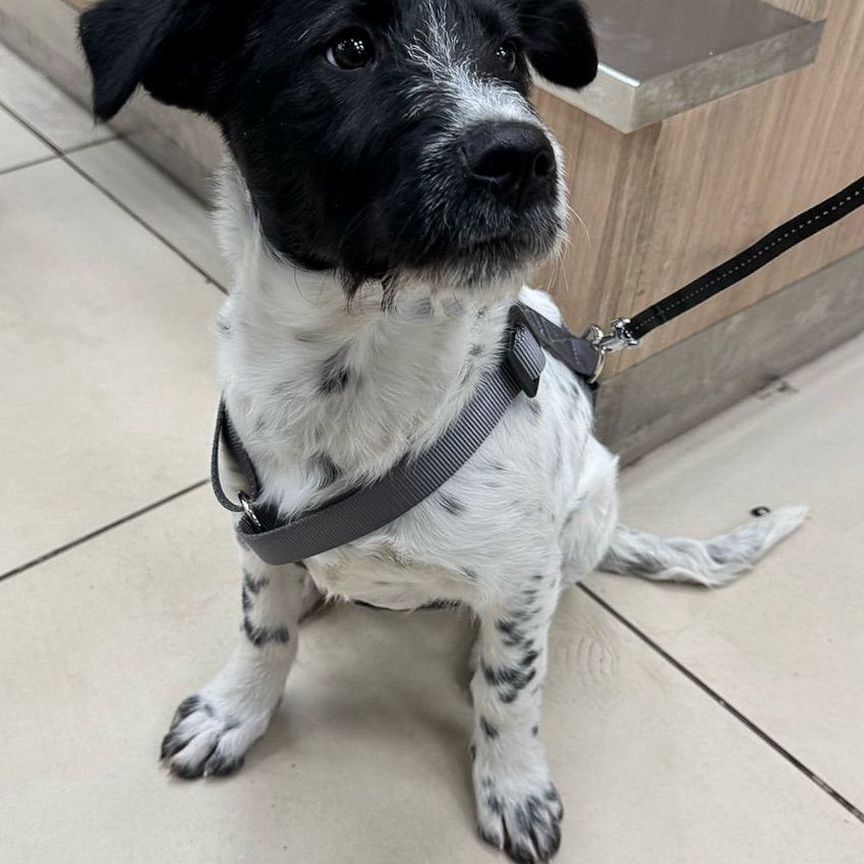 Щенок девочка в добрые руки