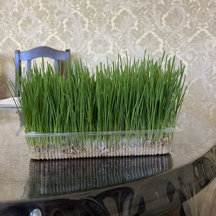 Проросшая пшеница на пасху