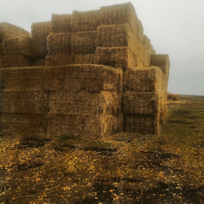 Солома ячменная в тюках