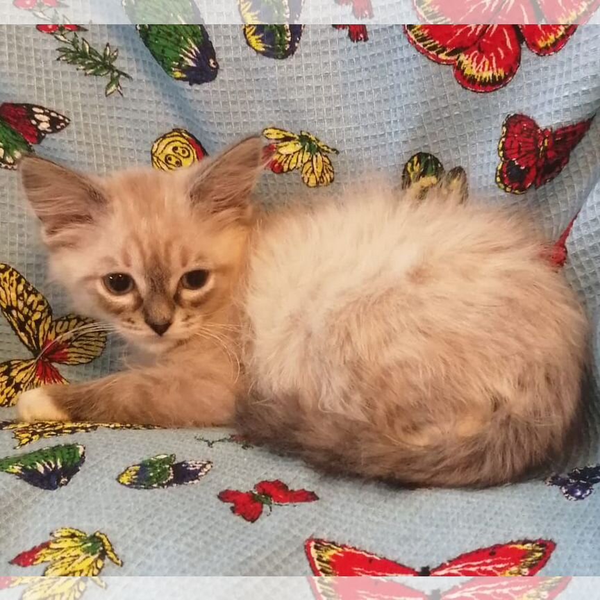 Сибирский котёнок