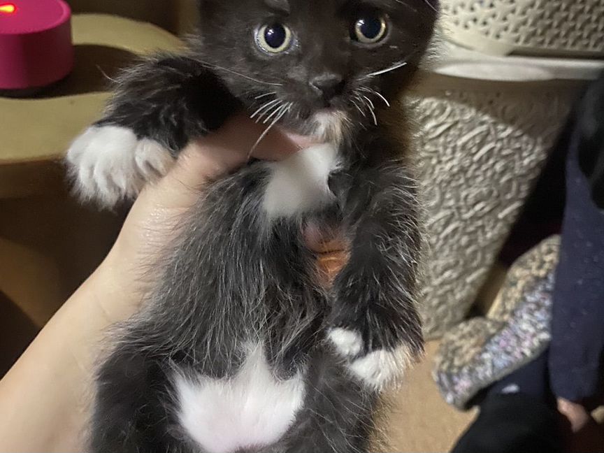 Котята в добрые, бережные и внимательные руки