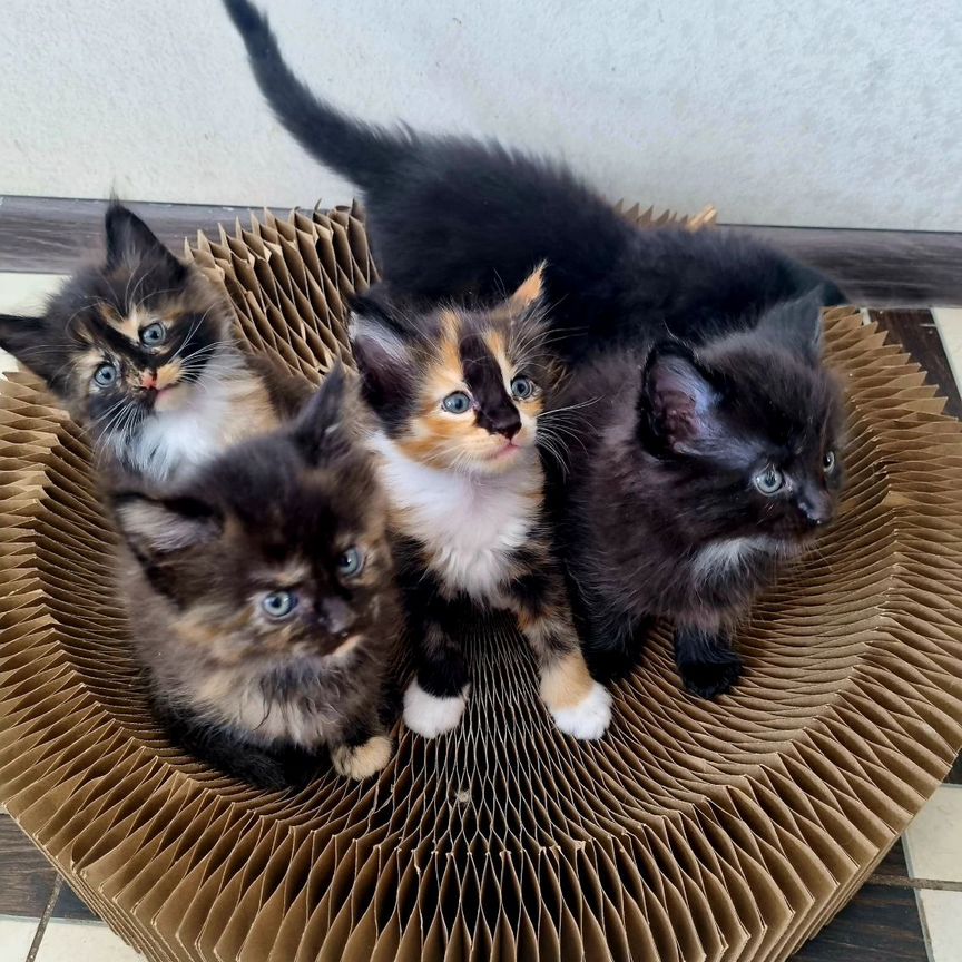 Котята мейн-кун