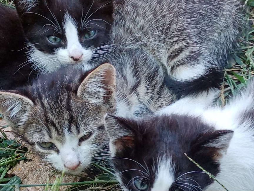 Котята в добрые руки бесплатно