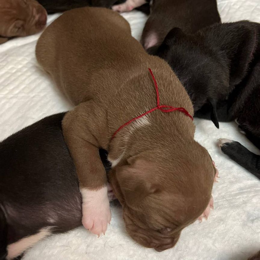 Американский питбультерьер, щенок