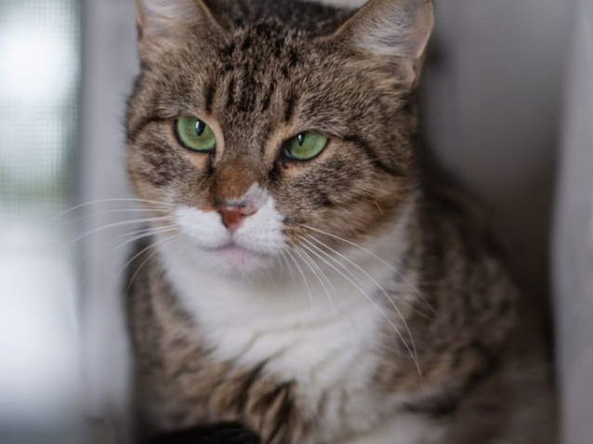 Мелисса, кошка с зелеными глазами ищет дом