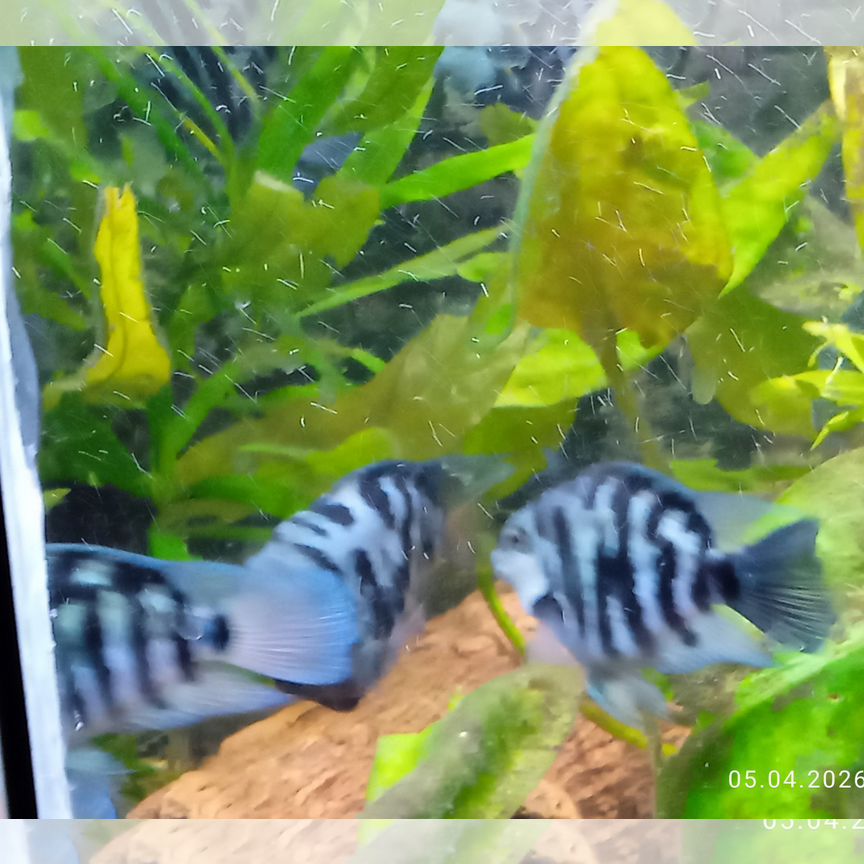 Рыбка сапфировый попугай. Цена за три рыбки