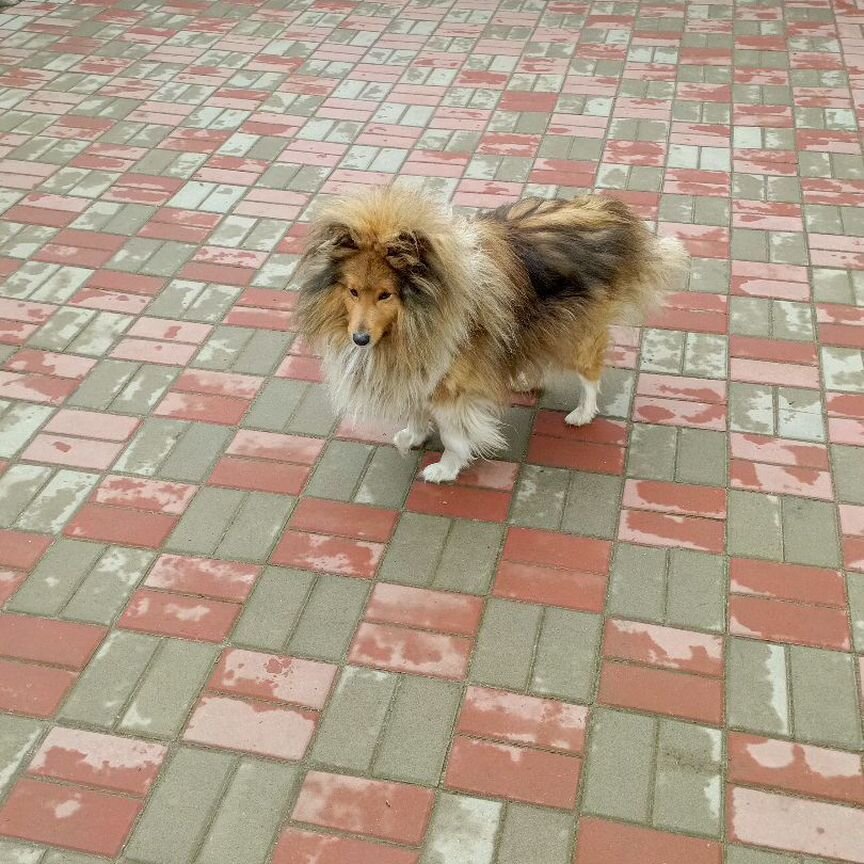 Вязка собак