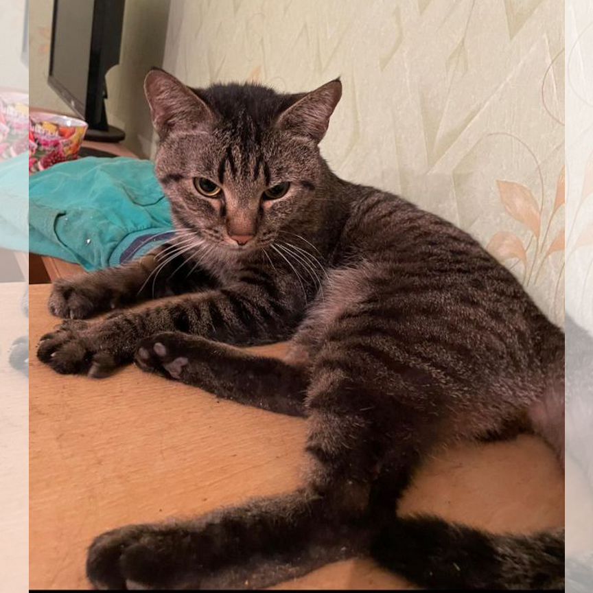 Ориентальный кот, взрослый