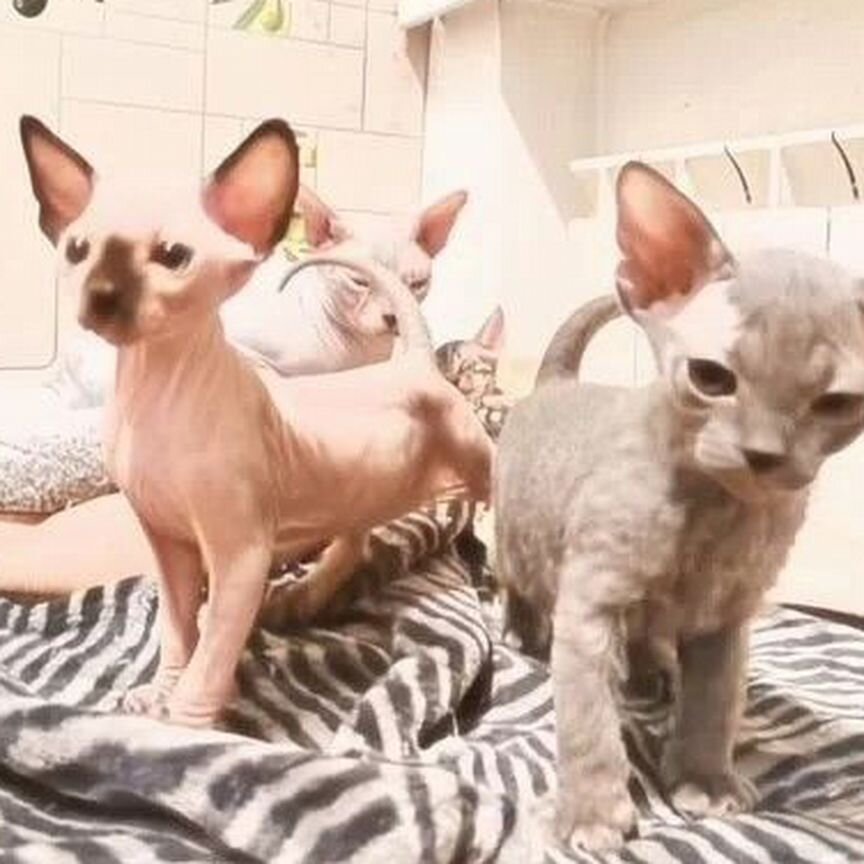 Донской сфинкс котёнок