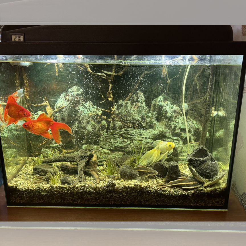Продам аквариум вместе с рыбами