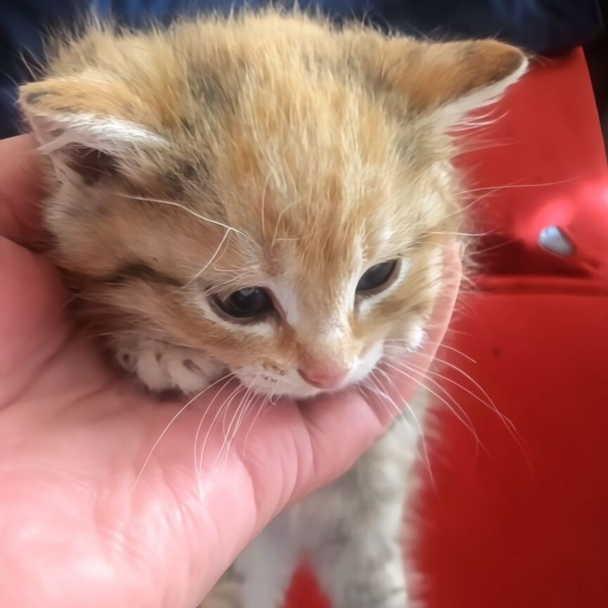 Котёнок в добрые руки