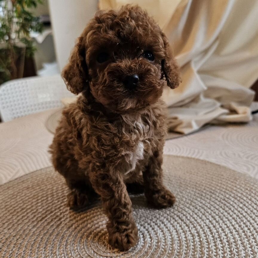 Той-пудель, щенок