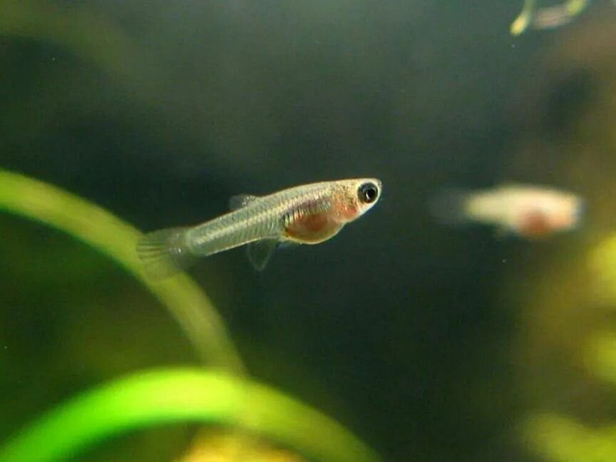 Мальки гуппи и ряска