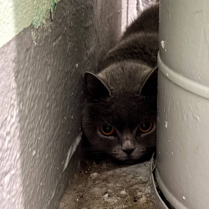 Найдена кошка