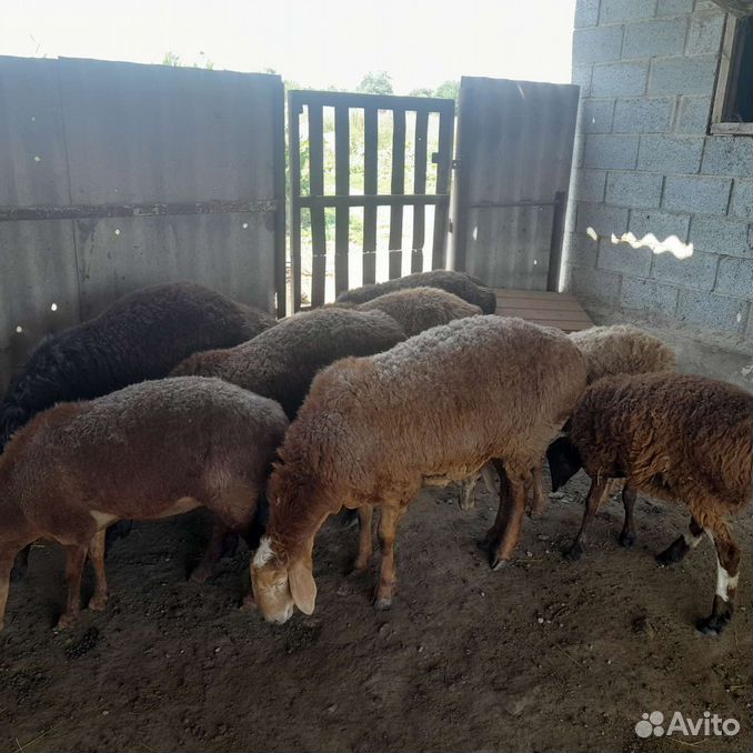 Овцы гиссар-эдельбай