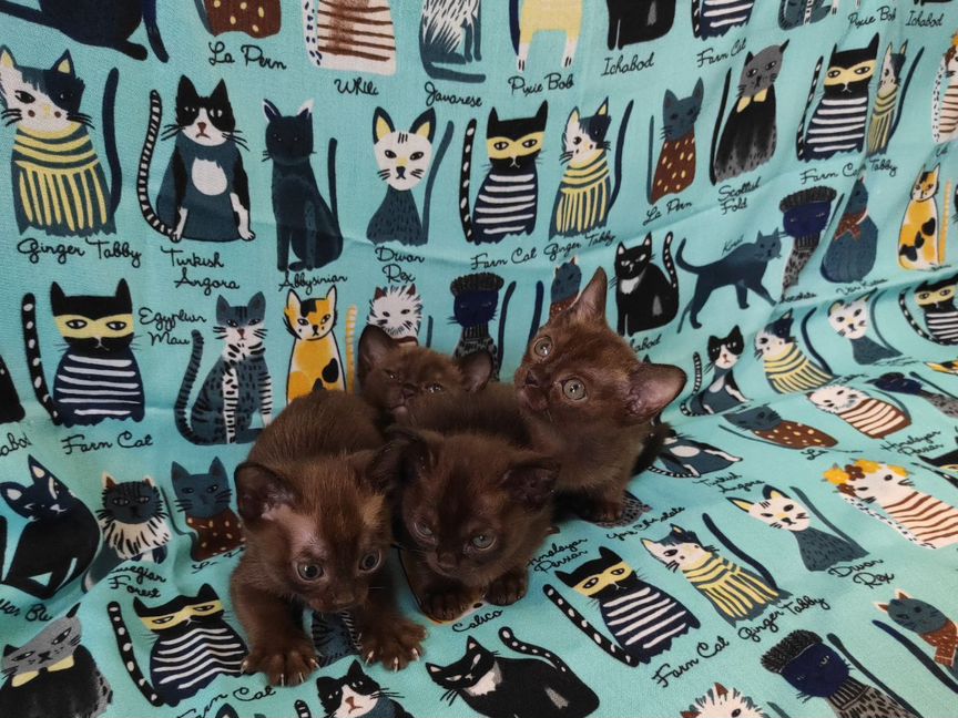 Бурманские котята