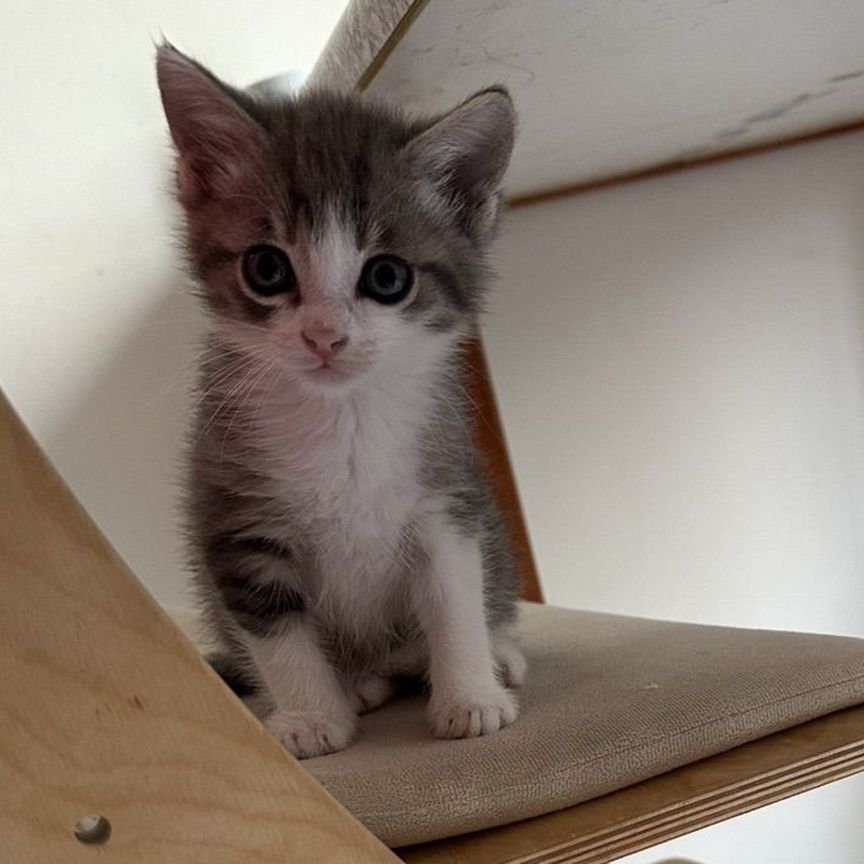 Шотландский вислоухий длинношёрстный котёнок