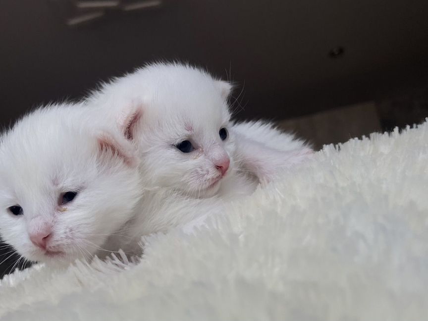 Котята турецкой ангоры