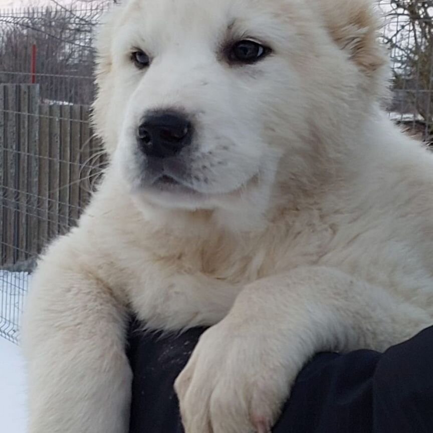 Среднеазиатская овчарка алабай щенки