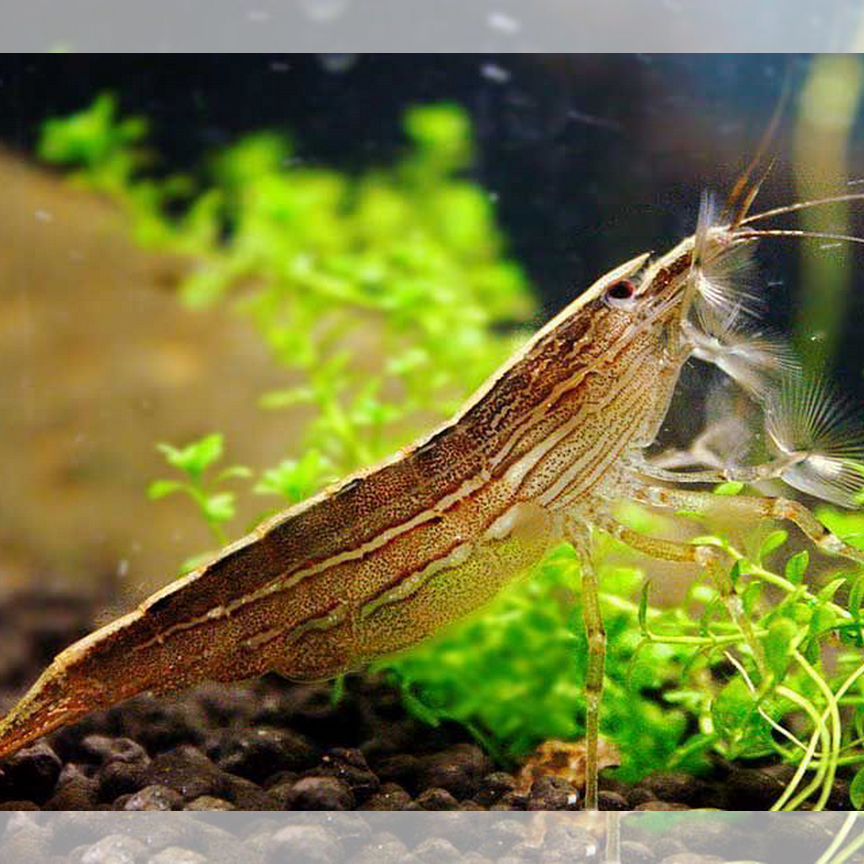 Креветка Банановый Фильтратор