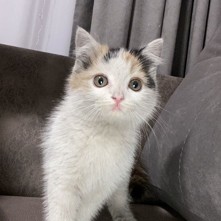 Котенок