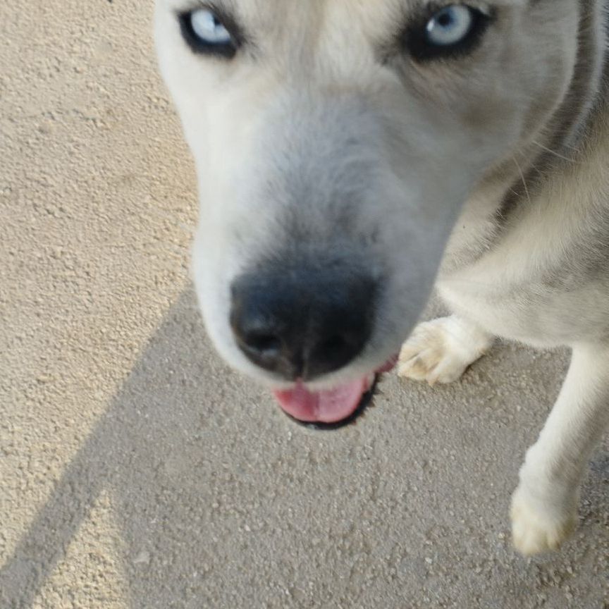 Сибирский хаски