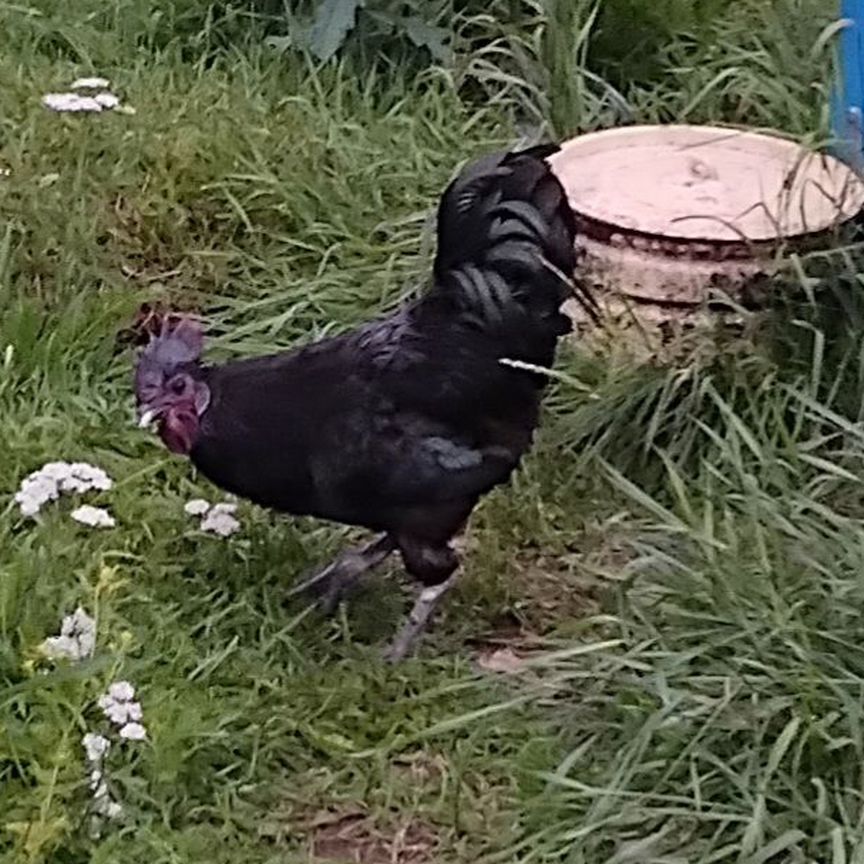 Петух ухейллюй курицы лакендази