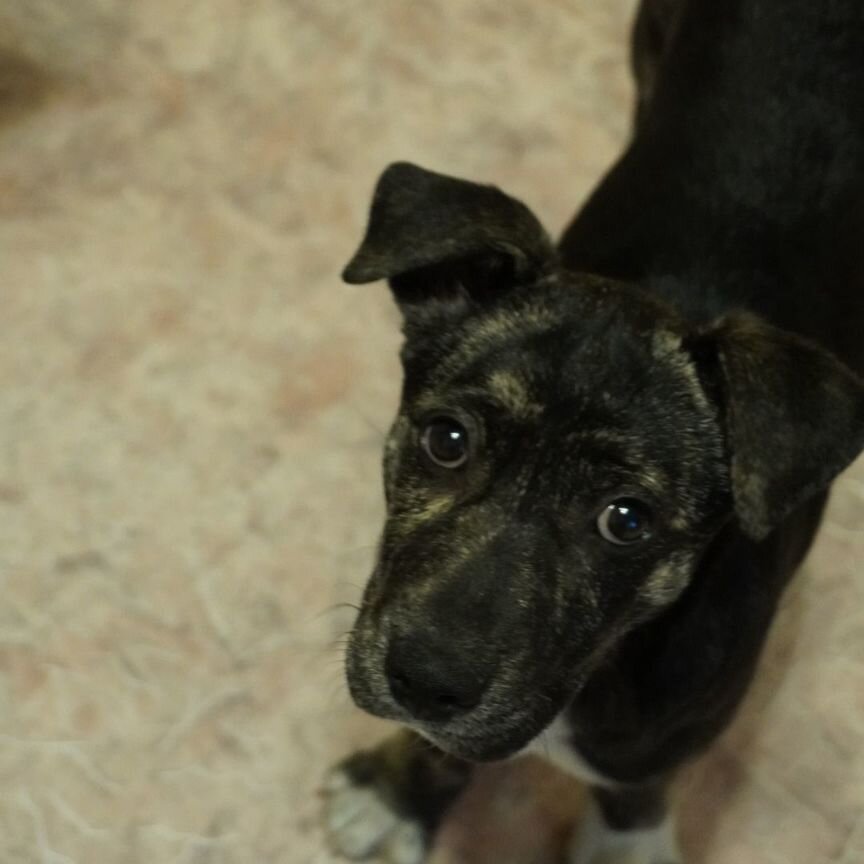 Щенок в добрые руки бесплатно