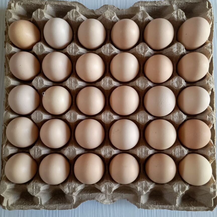 Инкубационное яйцо бройлера Кобб