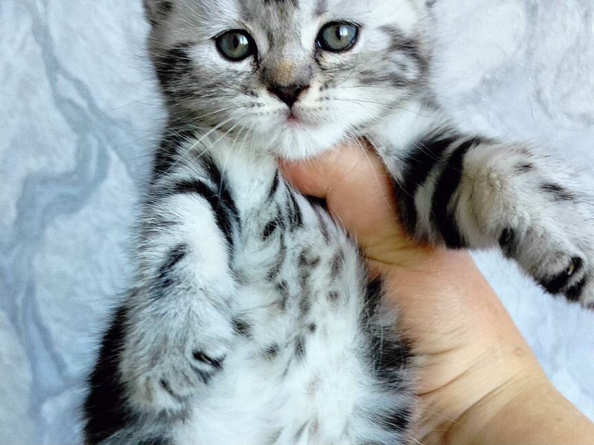 Мраморный котик