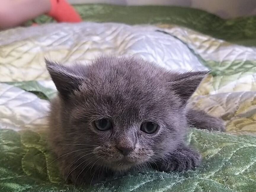 Шотландская кошка