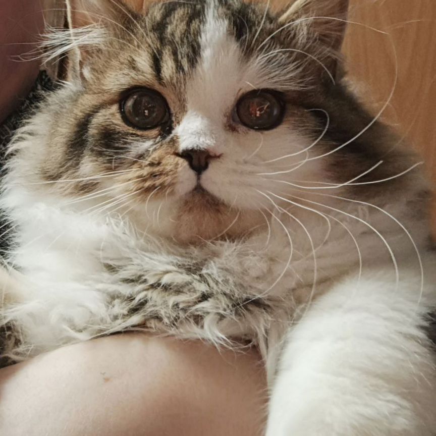 Котик страйт