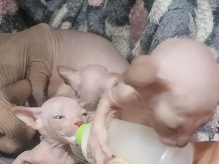 Донской сфинкс котята