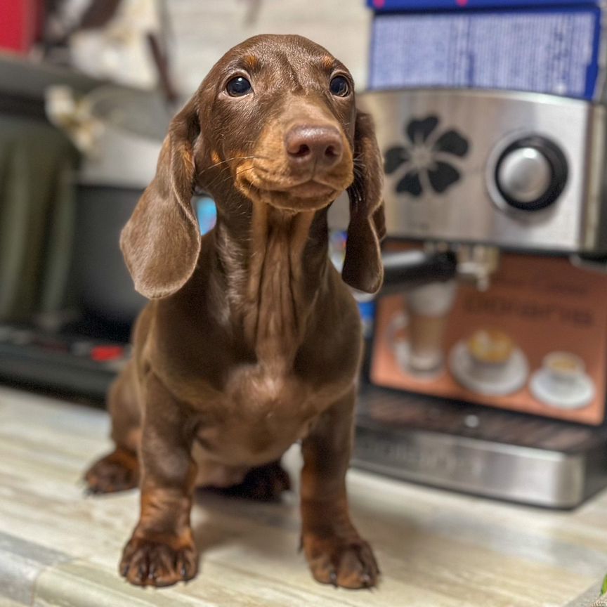 Девочка таксы некрупный стандарт