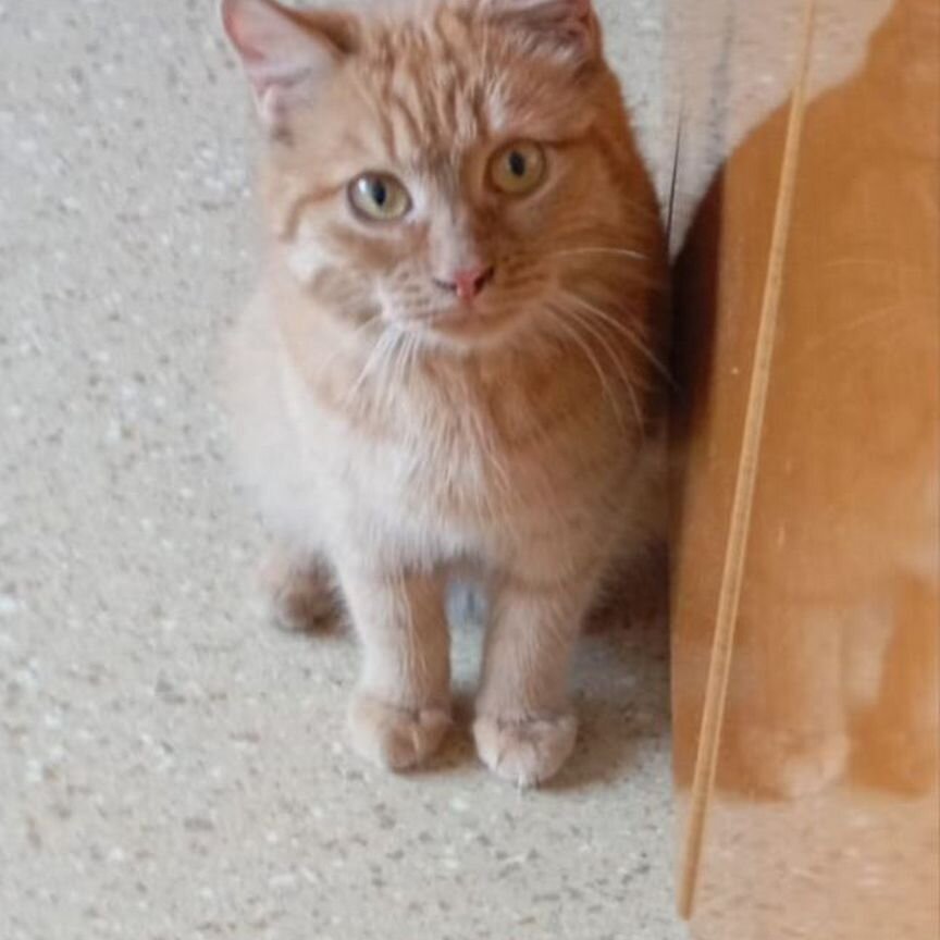 Котики бесплатно в добрые руки