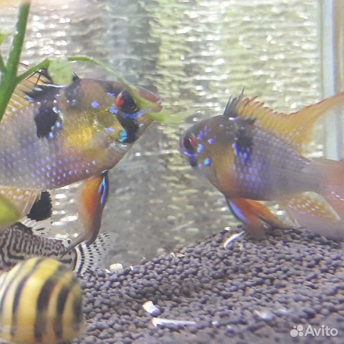 Апистограммы Рамирези и Тёмный рыцарь